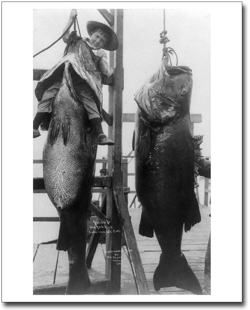 BIG JEWFISH FISH CATALINA ISLAND FISHING 8x10 SILVER HALIDE PHOTO PRINT ...